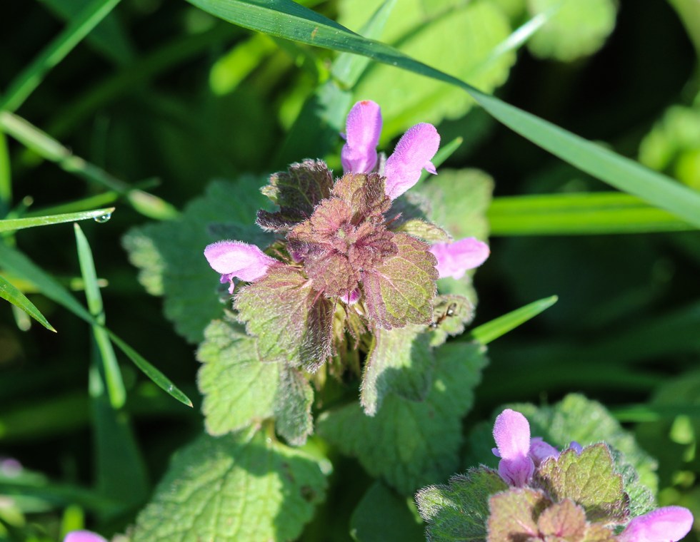 Weeds | Virginia Green