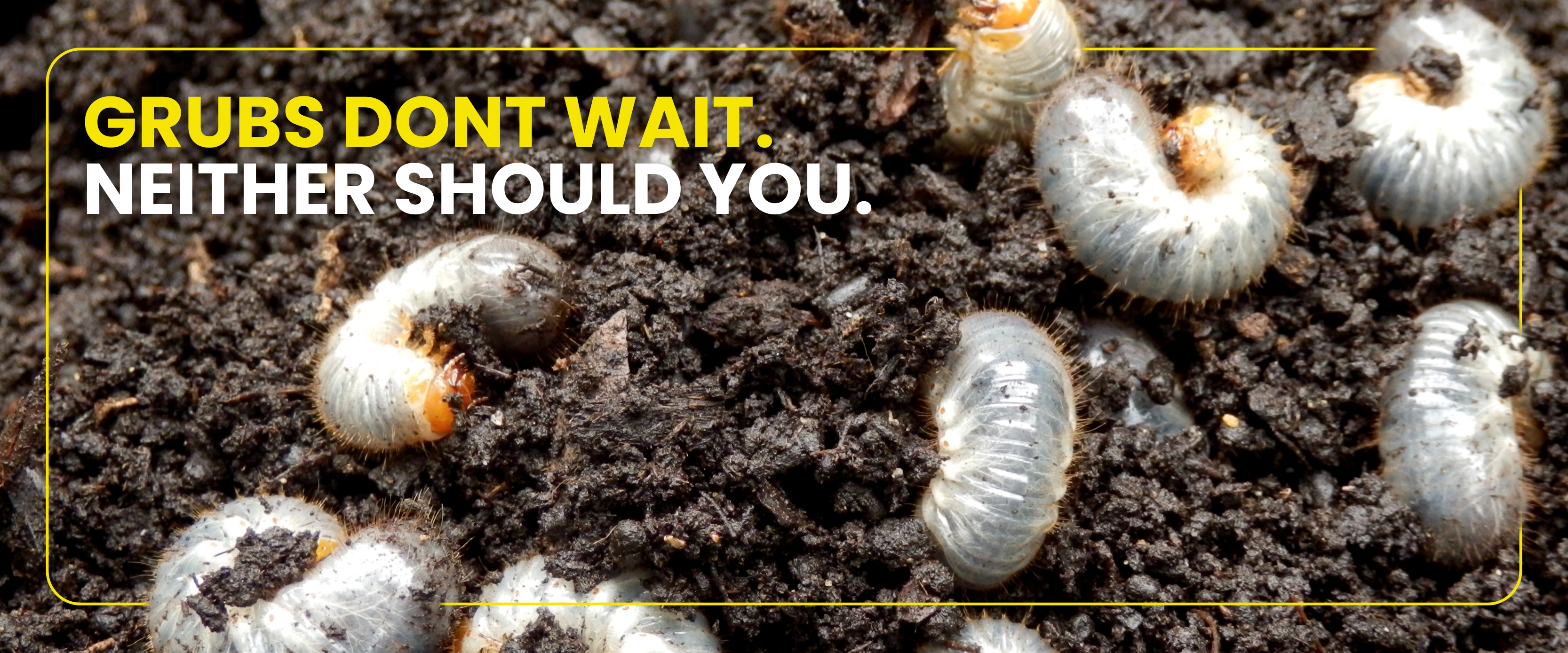 How to Get Rid of Grubs | Virginia Green